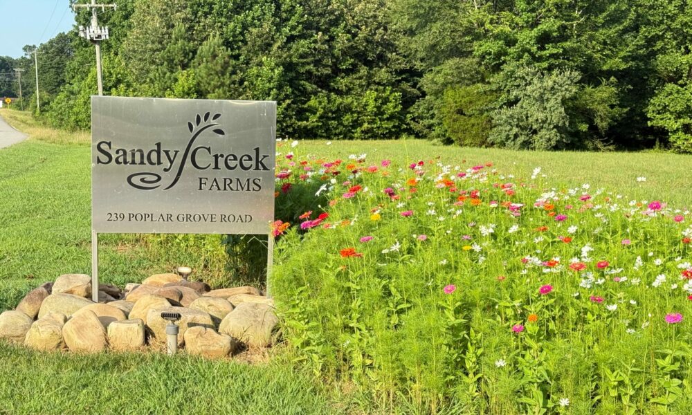 Meet Sandy Creek Farms of Outlying/Springville – Voyage Memphis Magazine